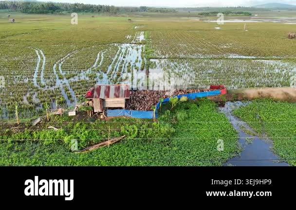 Aerial View Of Duck Herd In A Lush Green Rice Paddy Field On A Sunny ...