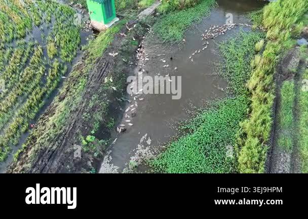 Aerial View Of Ducks Swimming In A Pond Surrounded By Lush Green ...