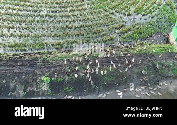 Flock Of Ducks Swimming In Water Beside Green Rice Field With Muddy ...