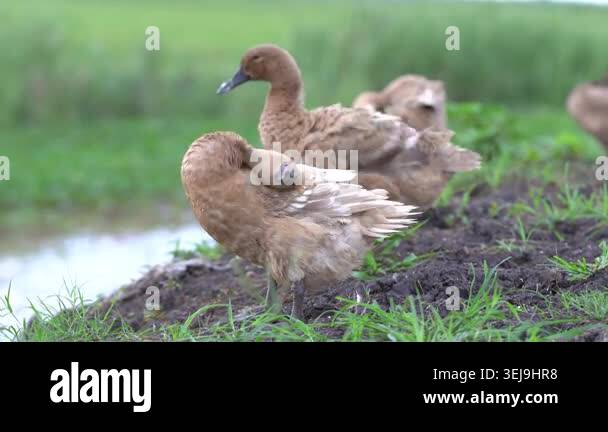 Brown Ducks Standing On Muddy Ground Near Water With Green Field ...