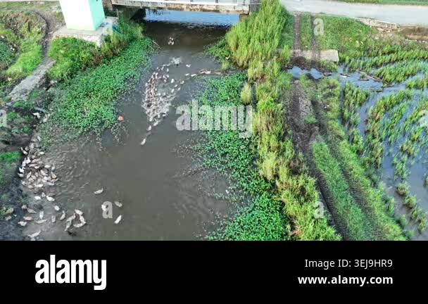 Aerial View Of Flock Of Ducks Swimming In Murky Water Surrounded By ...