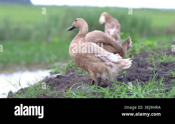 Ducks Preening on Grassy Shoreline with Blurred Green Background Gentle ...