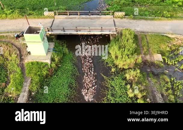 Aerial View of Ducks Swimming Under a Small Bridge Surrounded by Lush ...