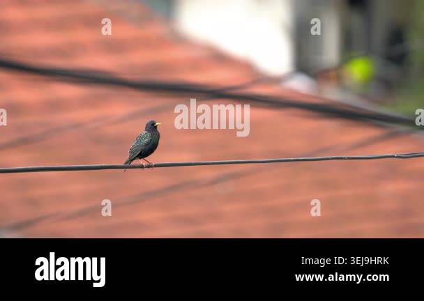 European Starling, Common Starling on a power cable, observation ...