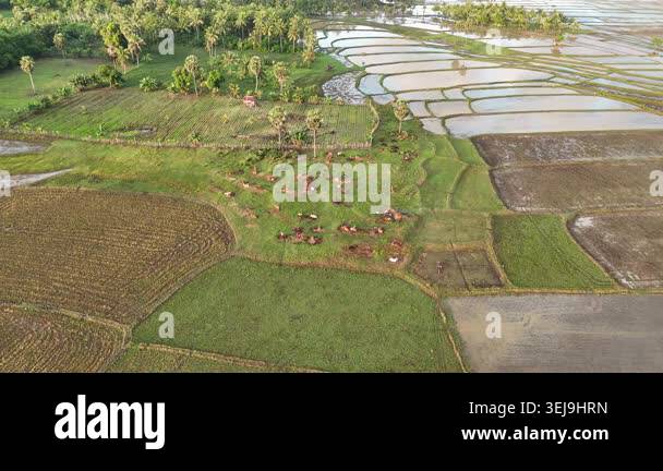 Aerial View Of Cattle Grazing On Lush Green Grass In Irrigated Rice ...