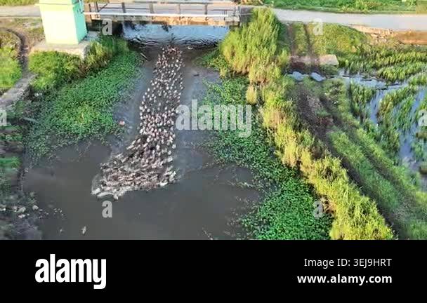 Large Flock Of Ducks Swimming In A Muddy Pond Surrounded By Lush Green ...