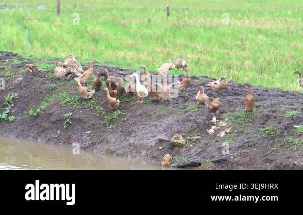 Flock Of Ducks Gathered On Muddy Bank Beside Lush Green Rice Paddies On ...