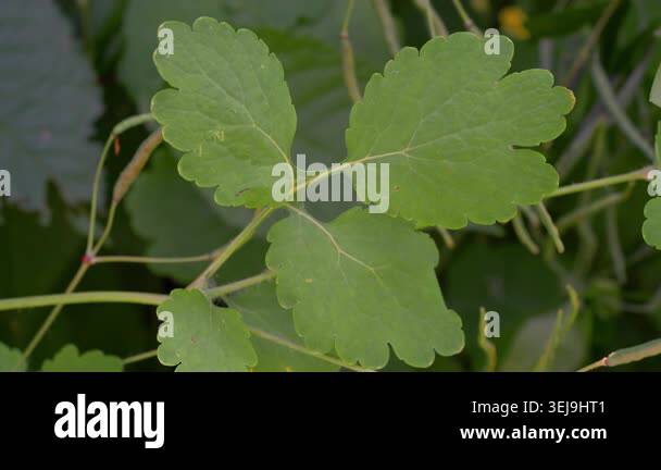 Greater Celandine in natural ambient, toxic, leaves (Chelidonium majus ...
