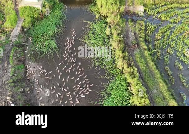 Aerial View Of Ducks Swimming In A Lush Green Waterway Surrounded By ...