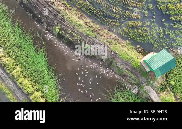 Aerial View Of Ducks Swimming In Paddy Field With Lush Green Vegetation ...
