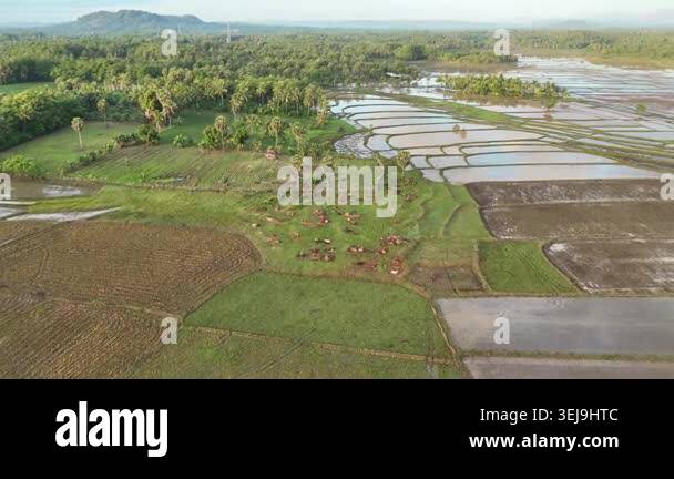 Aerial View Of A Herd Of Cows Grazing In Lush Green Fields With Rice ...