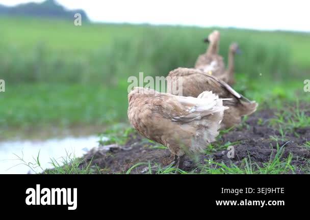 Brown Ducks Preening Feathers Near Grassy Field and Water Under Soft ...