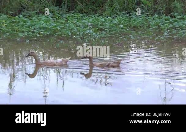 Two Brown Ducks Swim Calmly in a Shallow Murky Waterway Amidst Lush ...