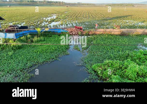 Aerial View Of Farmers Working In A Lush Green Rice Paddy Field With ...