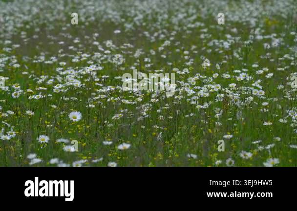 Beautiful Oxeye Daisies field in a gentle breeze (Leucanthemum vulgare ...