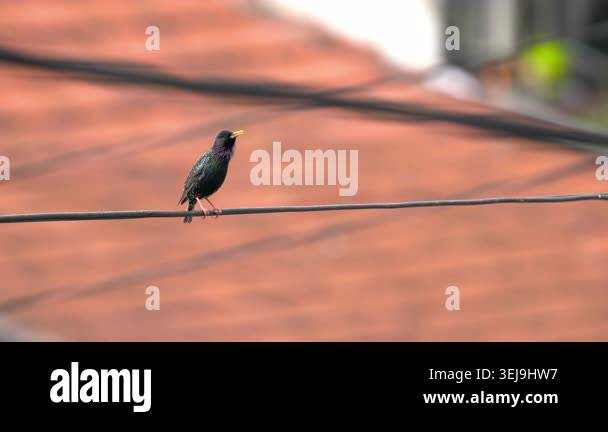 European Starling, Common Starling on a power cable, singing (Sturnus ...