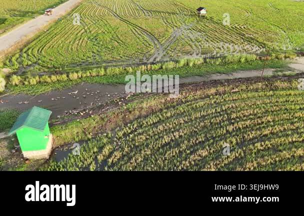Aerial View Of Lush Green Rice Paddies With A Small Hut And A Road With ...