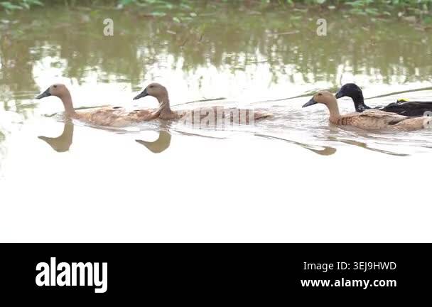 Four Ducks Swimming in Muddy Water with Green Reeds in Background ...