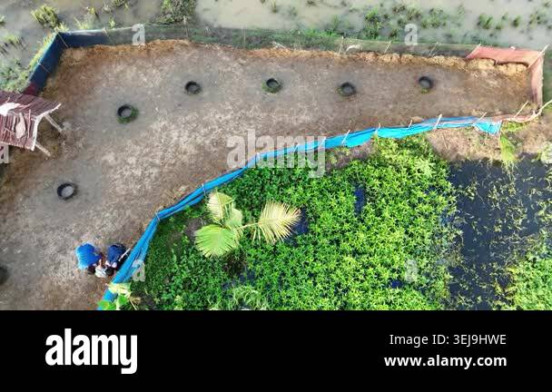 Aerial View Of Rural Farm With Lush Green Water Hyacinths And People ...
