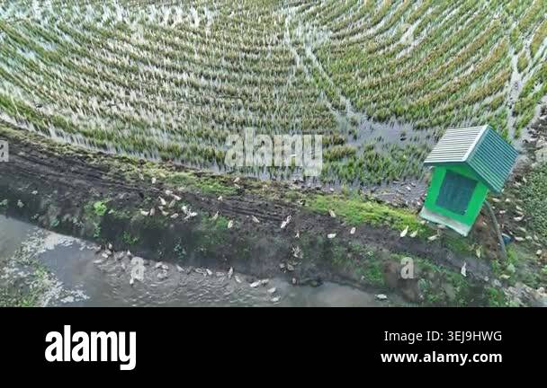 Overhead View Of Lush Green Rice Paddies With Small Green Hut And Water ...