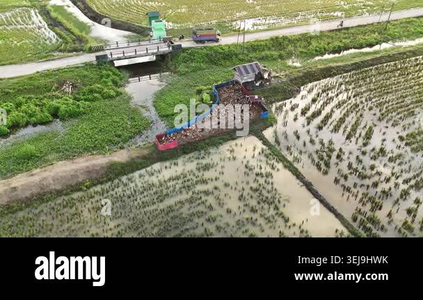 Aerial View Of Ducks Being Herded Across A Rice Paddy Field At Sunset ...