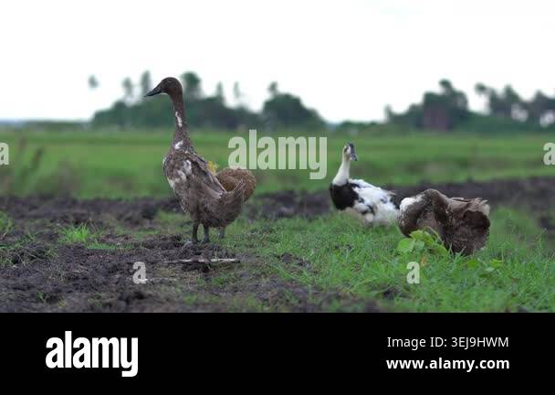 Ducks standing in muddy field with green grass and trees in background ...