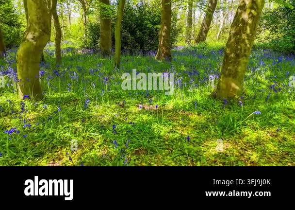 An aerial view flying just above Bluebell flowers past trees in Cawston ...