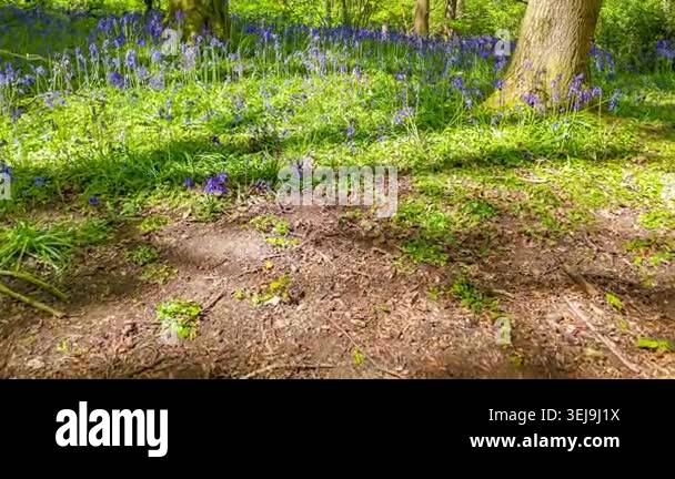An aerial view flying just above Bluebell flowers in Cawston Wood ...