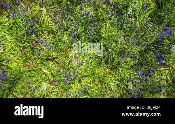A rising aerial view flying up above Bluebell flowers in Cawston Wood ...