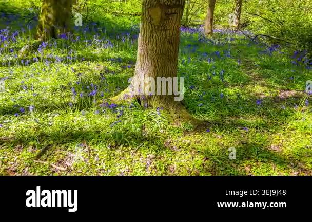 An aerial view flying horizontal in front of Bluebell flowers in ...