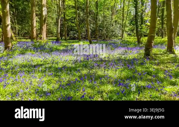 An aerial view flying just above clusters of Bluebell flowers in ...