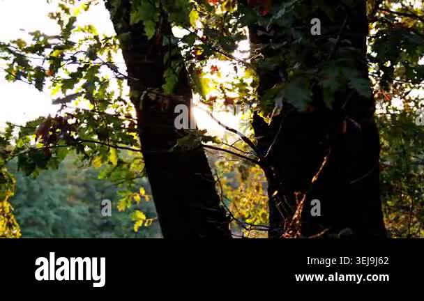 Autumn Forest with Colorful Leaves and Sunlight Stock Video Footage - Alamy