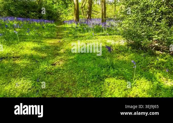 An aerial view flying just above Bluebell flowers between trees in ...
