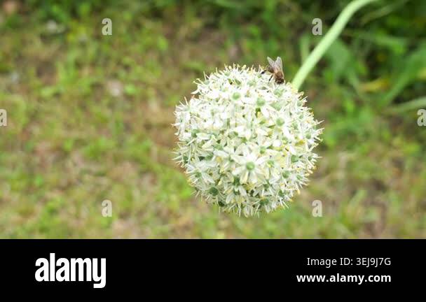 Closeup of a honey bee collecting nectar and pollen from a white ...