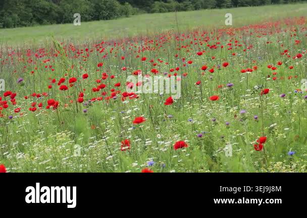 Beautiful red poppies and other wildflowers swaying gently in the wind ...