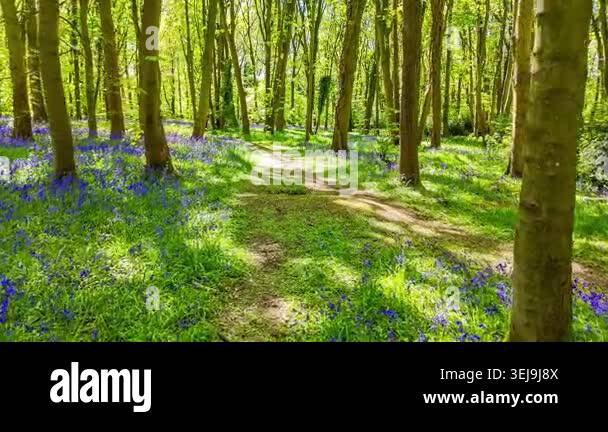 An aerial view flying just above a path beside Bluebell flowers in ...