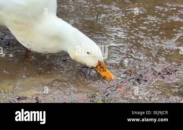 Footage of a large white Aylesbury Duck searching for food in muddy ...