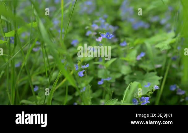 Lush green vegetation decorated with small blue forget-me-not style ...