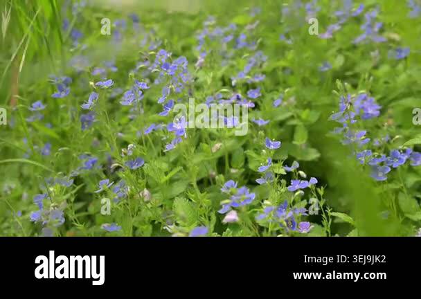 Vibrant blue forest flowers blooming in thick green grass, capturing ...