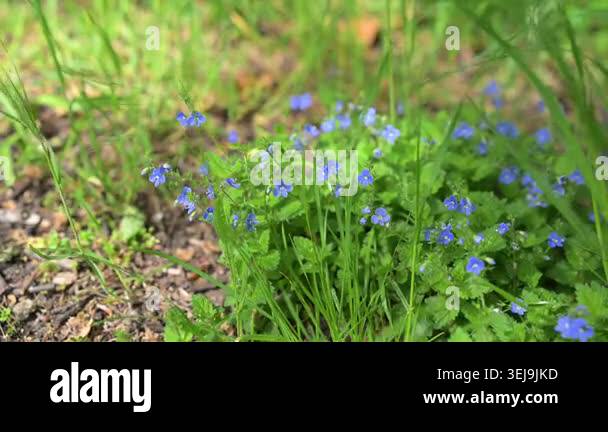 Static real-time video of beautiful blue veronica speedwell flowers ...