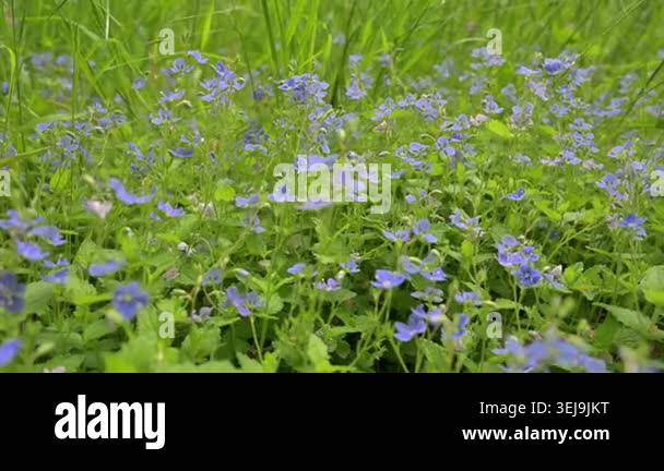 8-second static shot capturing the rich biodiversity of a spring ...