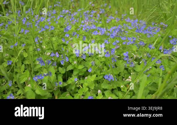 Aesthetic static video of delicate blue petals and rich green grass ...