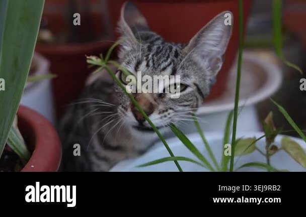Adorable tabby cat chewing on a green plants leaves while sitting among ...