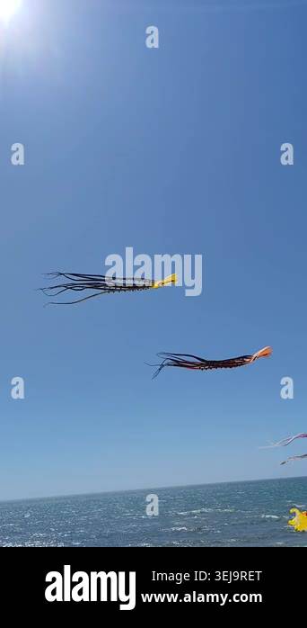 Two large black and yellow inflatable octopus-shaped kites soaring ...