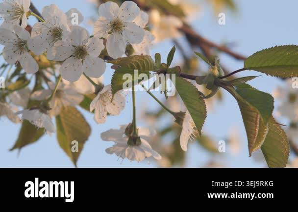 Cinematic 4K Cherry Blossom with Vintage Artistic 4K close-up of white ...