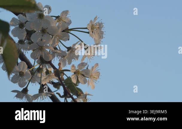 Cinematic 4K Cherry Blossom with Vintage Artistic 4K close-up of white ...
