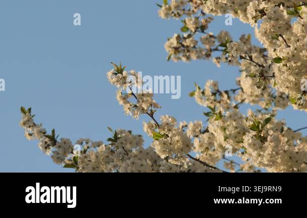 Cinematic 4K Cherry Blossom with Vintage Artistic 4K close-up of white ...