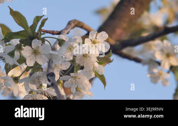 Cinematic 4K Cherry Blossom with Vintage Artistic 4K close-up of white ...