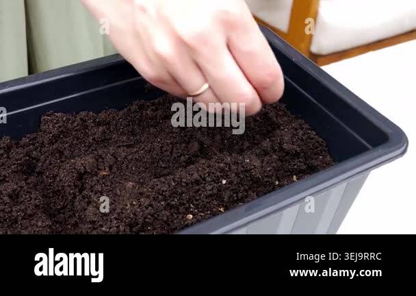 Hand sows small seeds into dark soil inside a black planter box ...