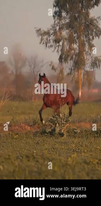 Brown horse galloping freely across a scenic rural field with mountains ...